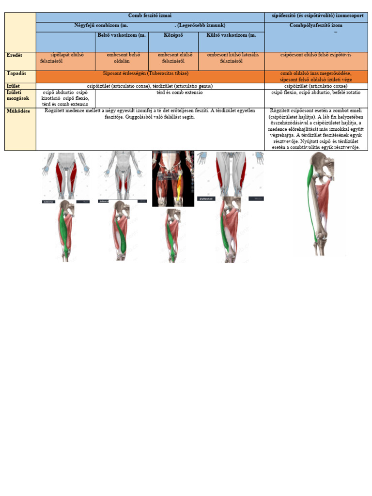 Combfeszítő Izmok | PDF