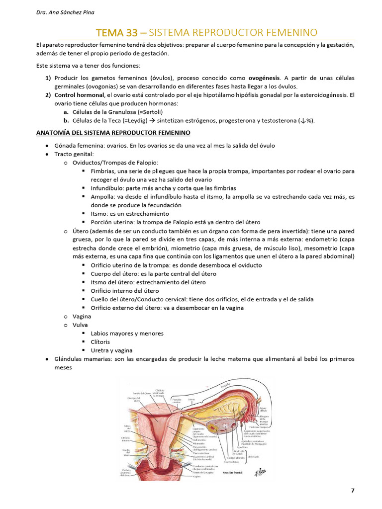 Wuolah Free Tema 33 Reproductor Femenino Gulag Free | PDF | Ovario | Ciclo menstrual