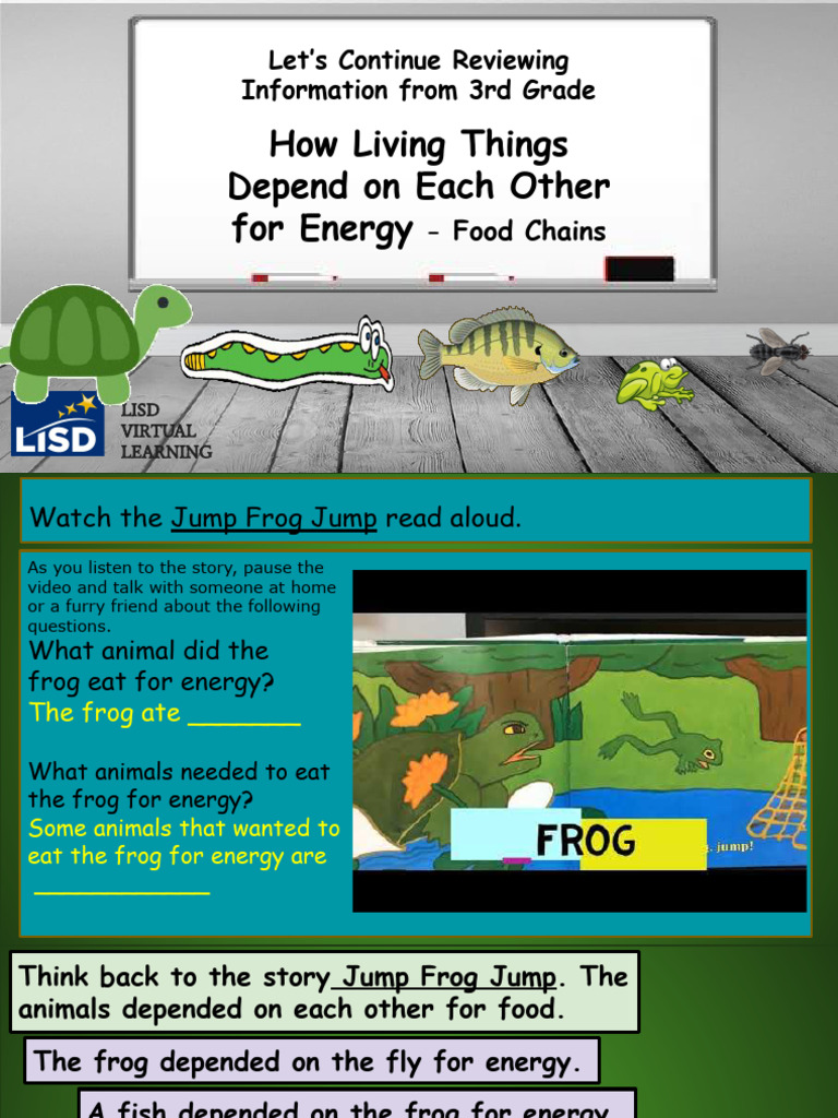 3rd Grade Food Chains Learning Guide | PDF