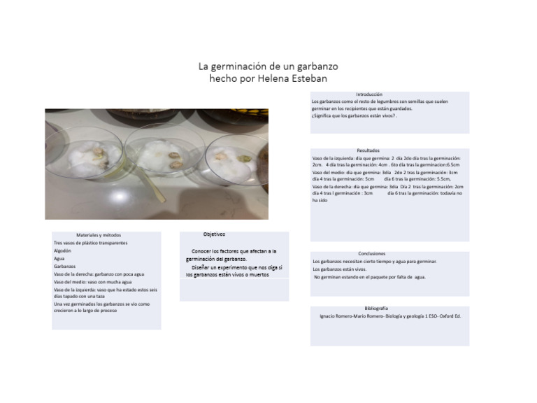 La Germinacion de Un Garbanzo | PDF | Garbanzo | Técnicas hortícolas