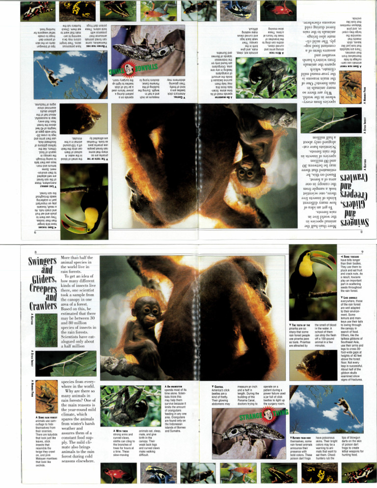 RF1 Swingers and Gliders | PDF