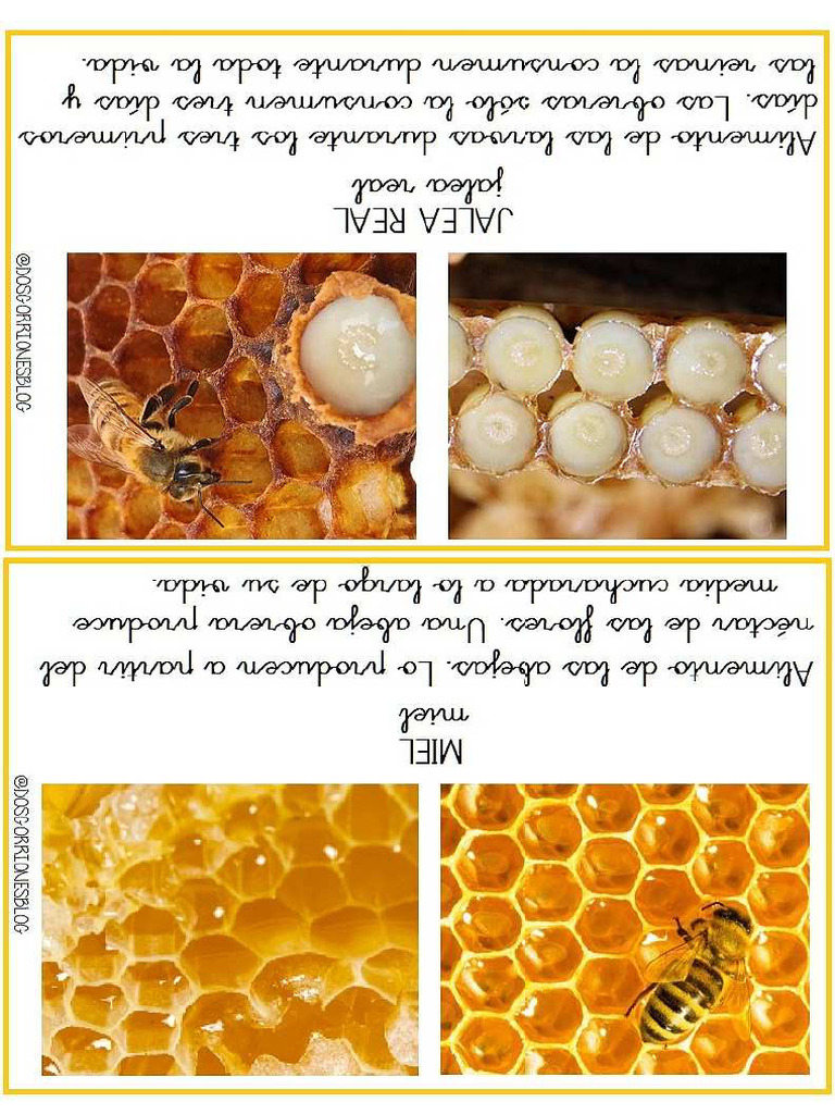 Proyecto Abejas. Parte II. Dosgorrionesblog | PDF