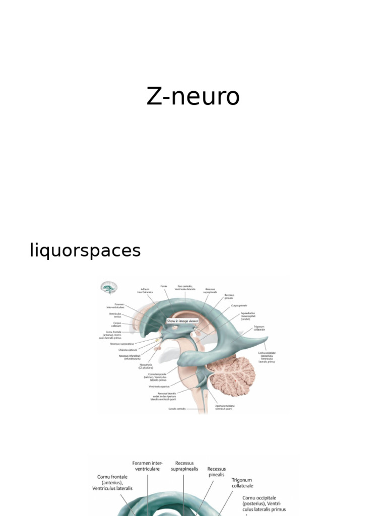 Z-neuro | PDF