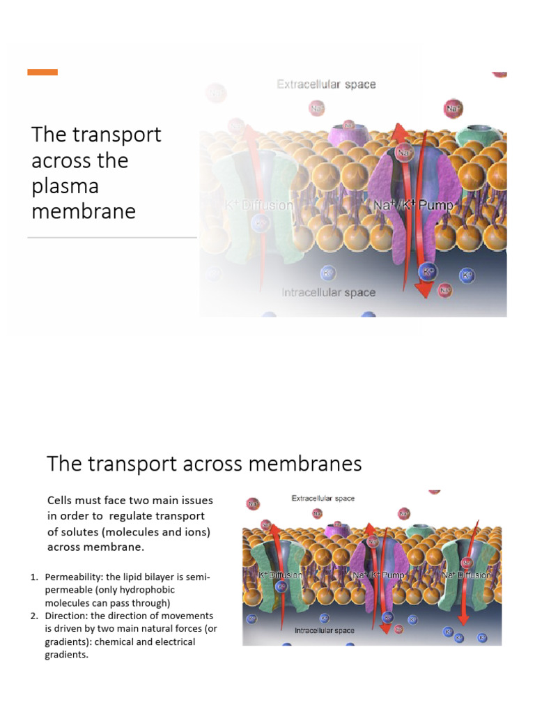 Lecture 9_transport Across Membranes | PDF | Cell Membrane | Ion Channel