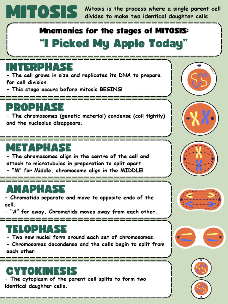 Cell Division Model - 20241021 - 191212 - 0000 | PDF | Meiosis | Mitosis