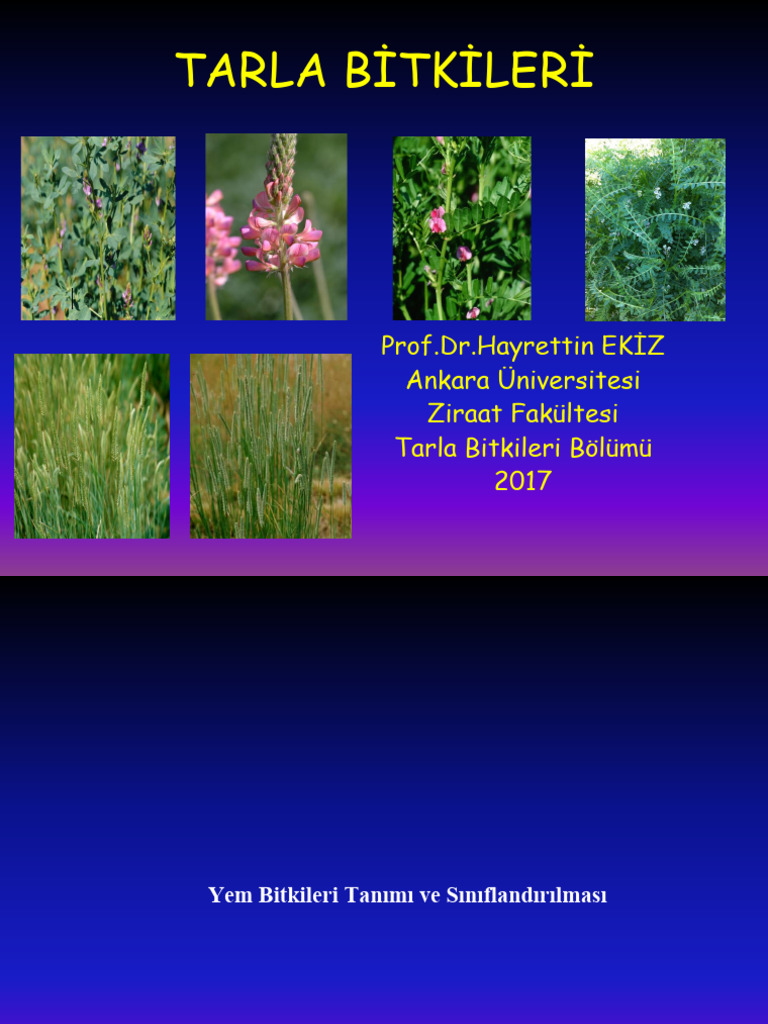 Yem Bitkileri | PDF
