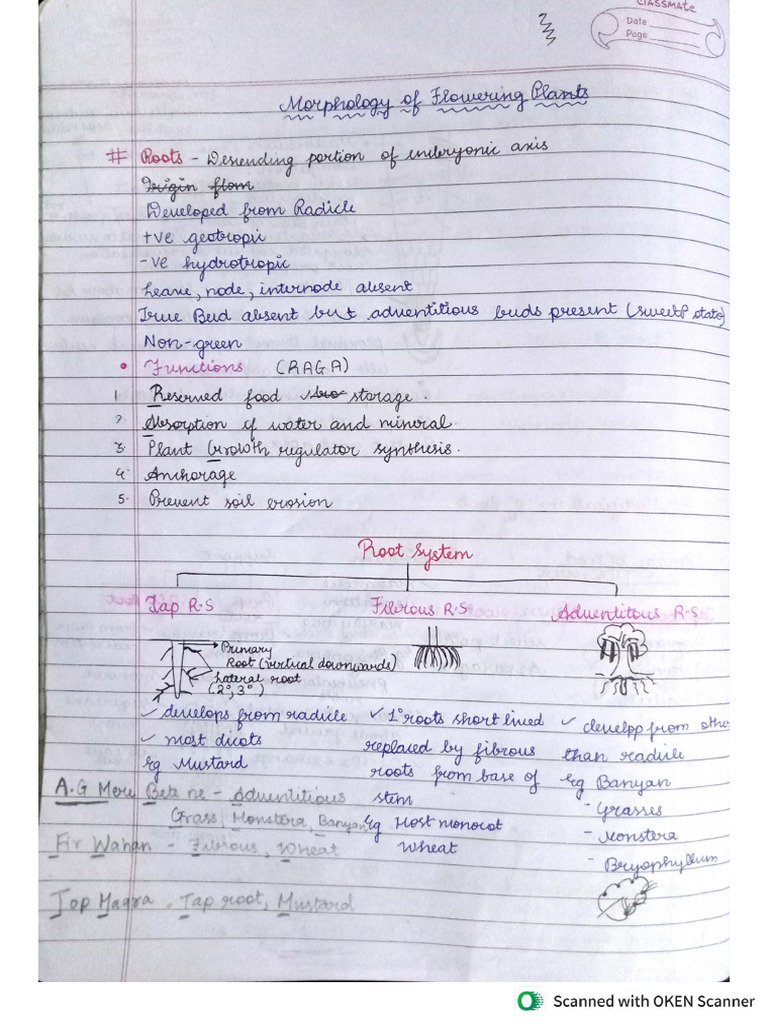 Morphology of Plants Short Notes | PDF