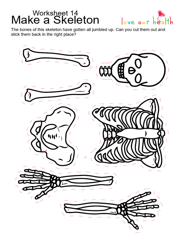 Skeleton Assembly Worksheet | PDF