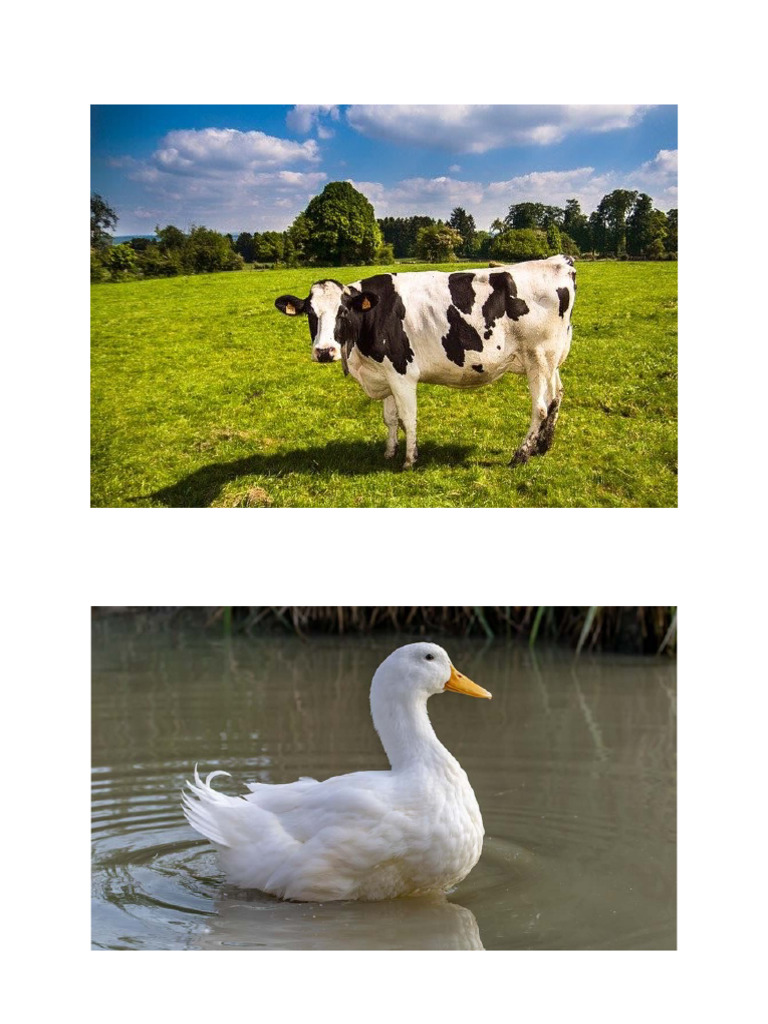 Animale Domestice | PDF