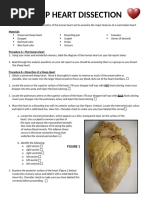 Lab Activity (Dissection of Pigs Heart) | PDF | Heart | Circulatory System