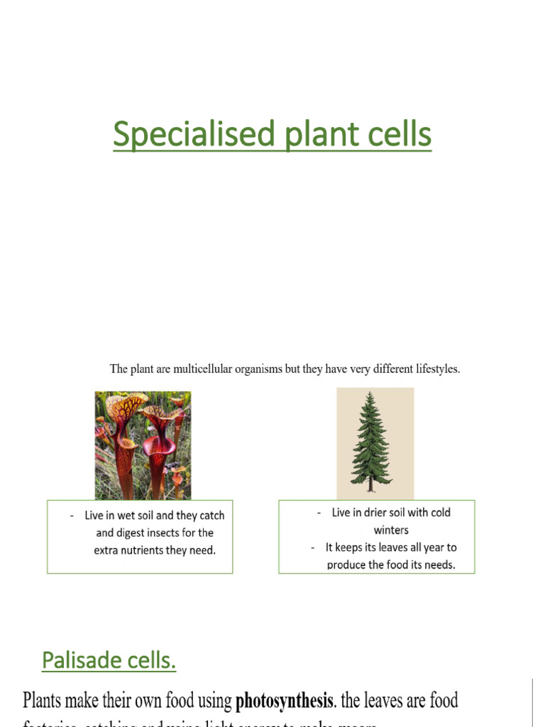 Specialised Plant Cells | PDF