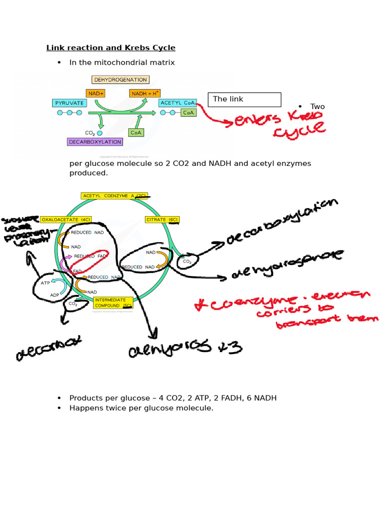 link reaction and krebs cycle | PDF