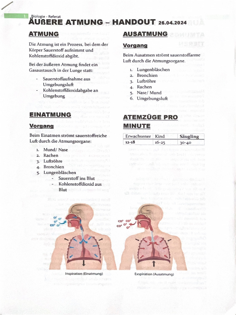 Äußere Atmung (Handout) | PDF