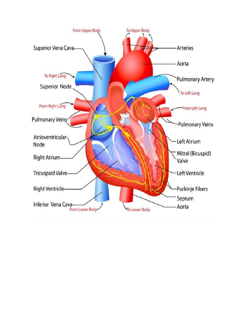 HEART | PDF