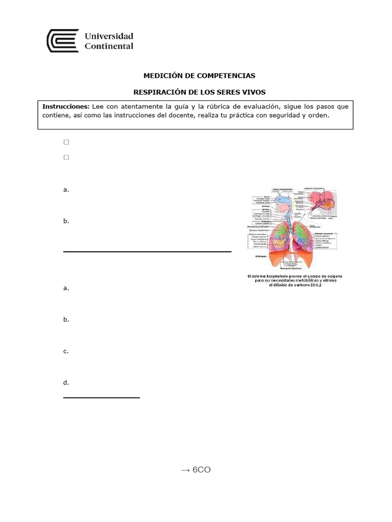 Consigna de Medición de Competencias 2024 | PDF | Respiración | Sistema respiratorio
