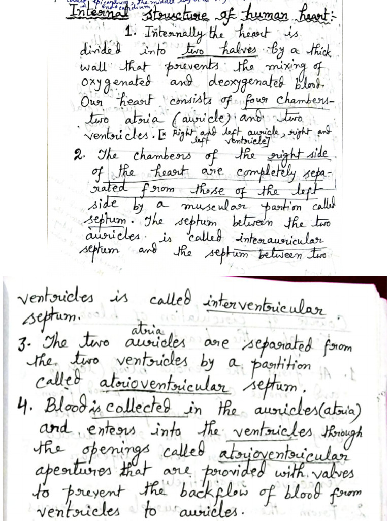 Class - VLL, Internal Structure of Human Heart | PDF
