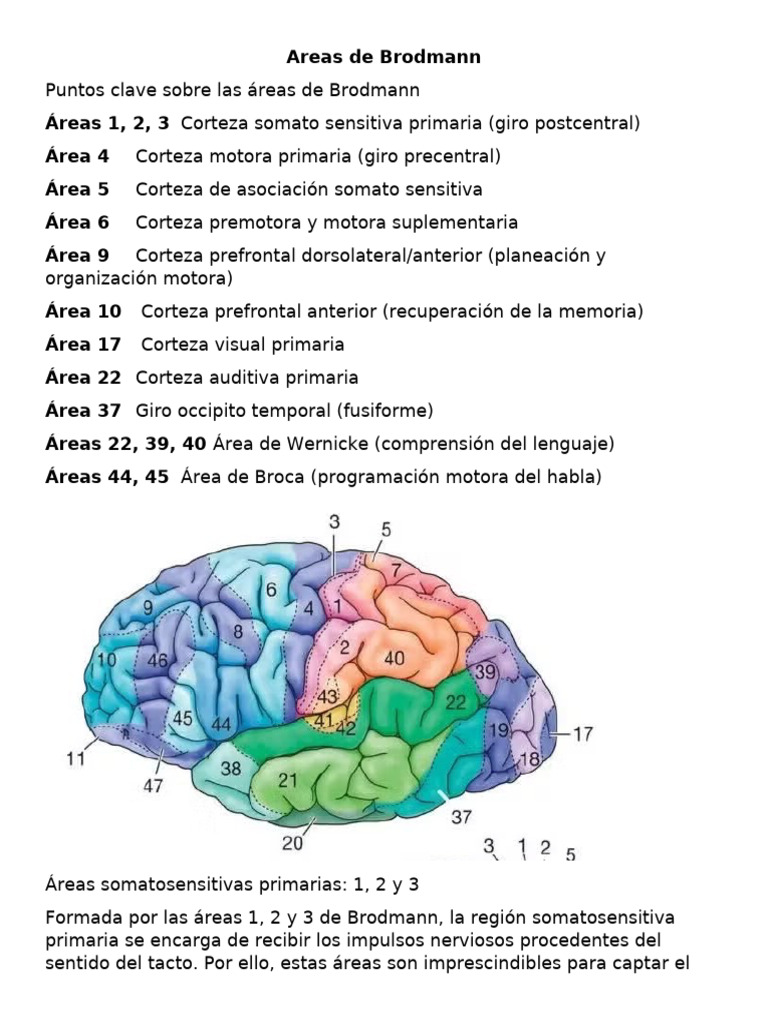 Areas de Brodmann | PDF | Hipotálamo | Cerebro
