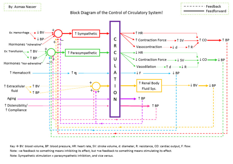 Block Diagram of The Control of Circulatory System | PDF | Heart ...