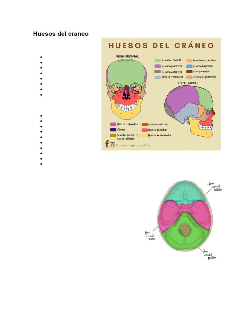 Tec Ev. Final | PDF | Cráneo | La columna vertebral