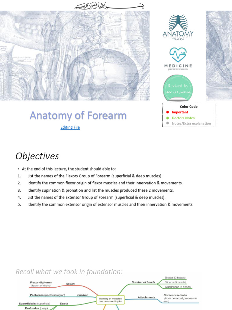 8 Forearm | PDF | Thumb | Finger