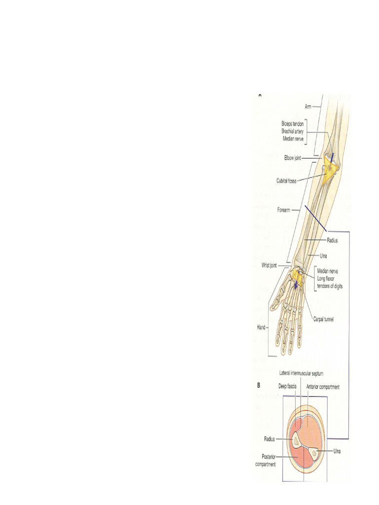 Extensor Compartment of Forearmphysio | PDF | Thumb | Hand