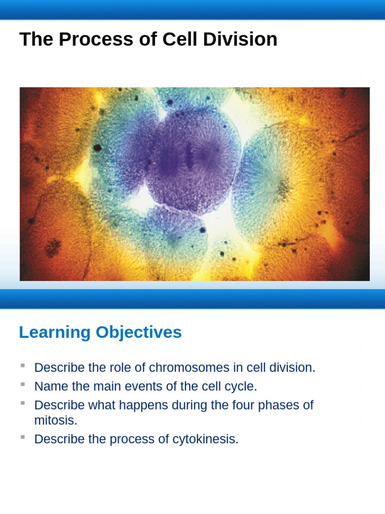 11.2 The Process of Cell Division | PDF | Mitosis | Chromosome