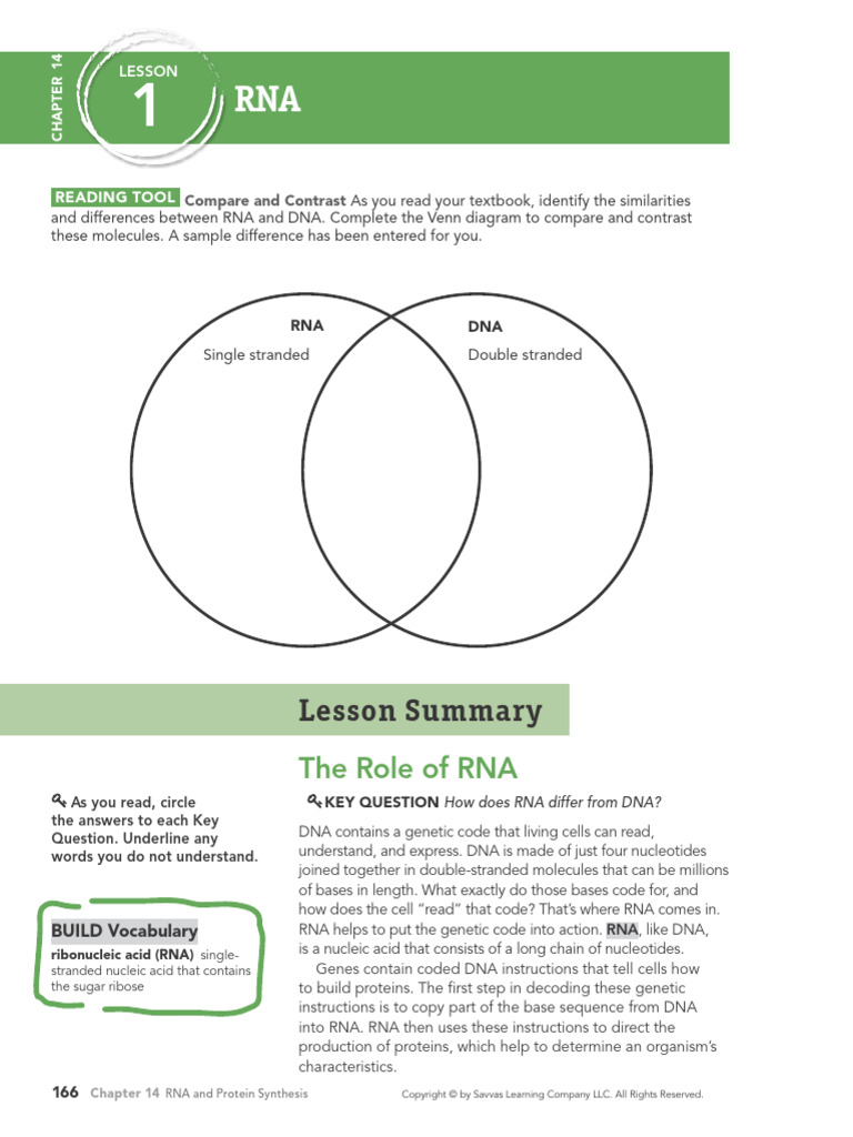 Biology Foundations - RNA and Protein Synthesis | PDF | Operon | Rna