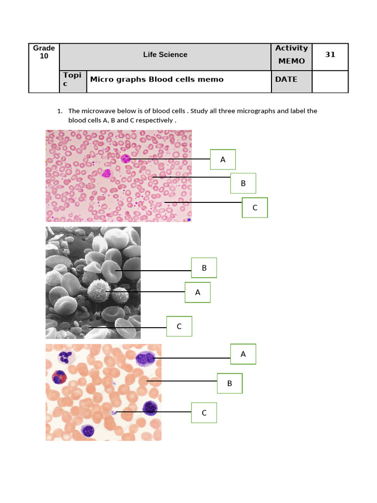 Blood Cell Types and Functions Guide | PDF