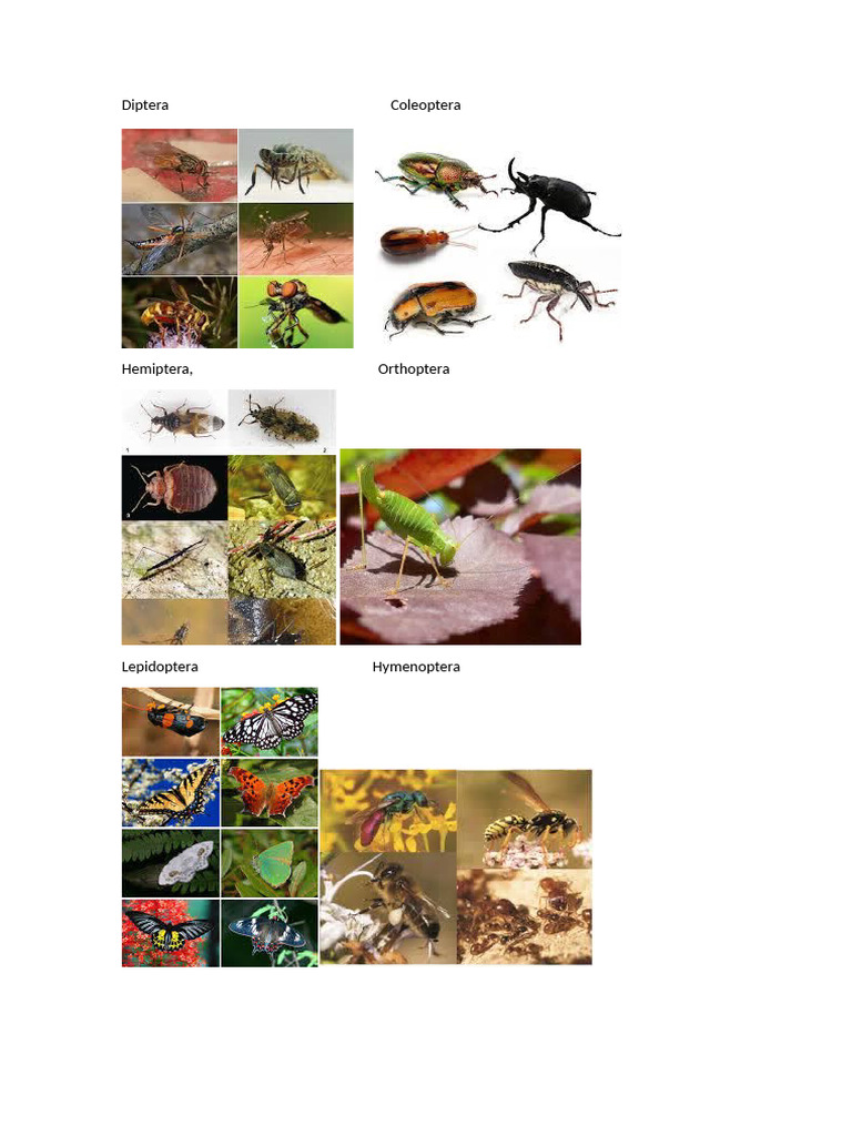 Insectos | PDF