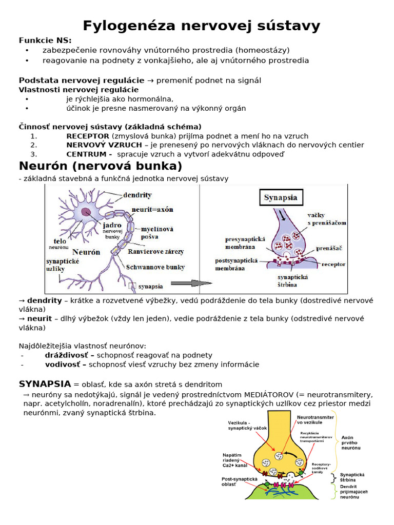 Fylogeneza-Nervova Sustava, Regulacne Mechanizmy | PDF