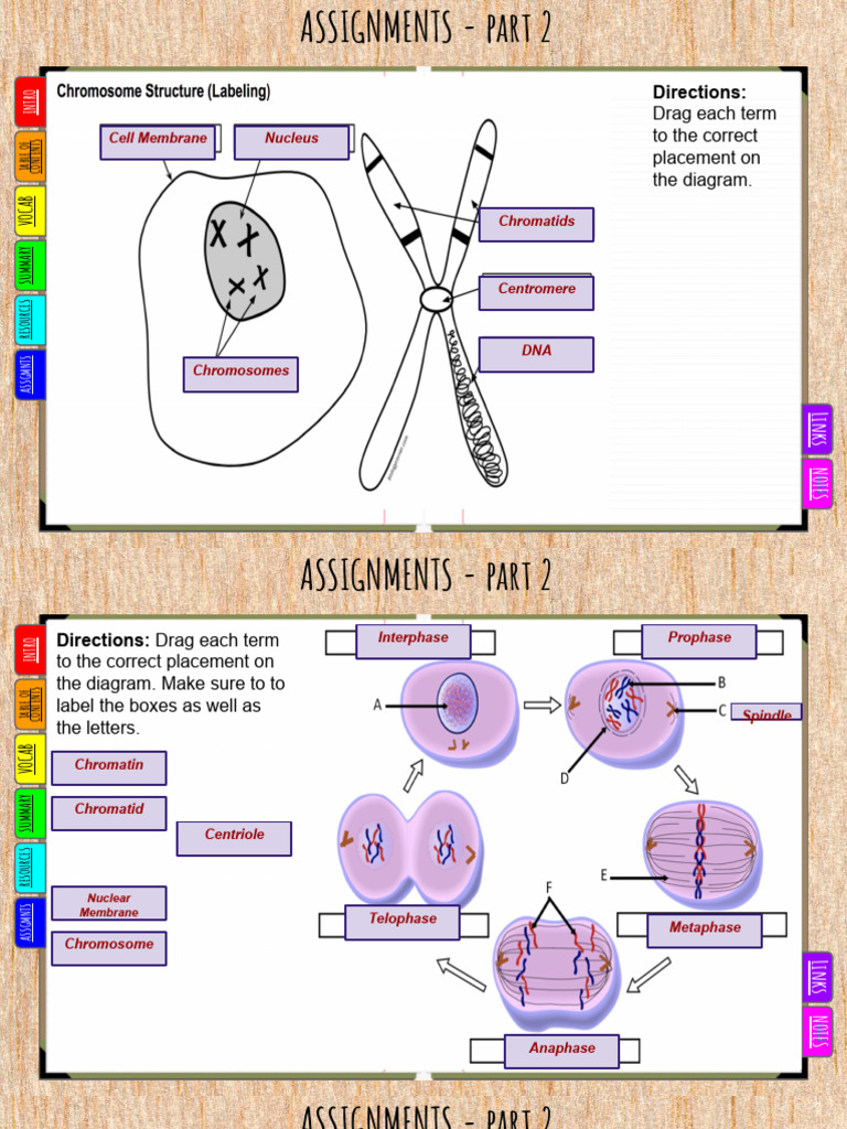 Copy of Mitosis Slides | PDF | Mitosis | Chromosome