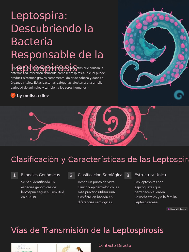 Leptospira Descubriendo La Bacteria Responsable de La Leptospirosis ...