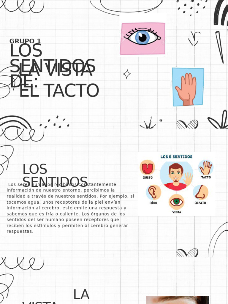 El sentido de la Vista y Tacto - 6° Grado | PDF | Ojo humano ...