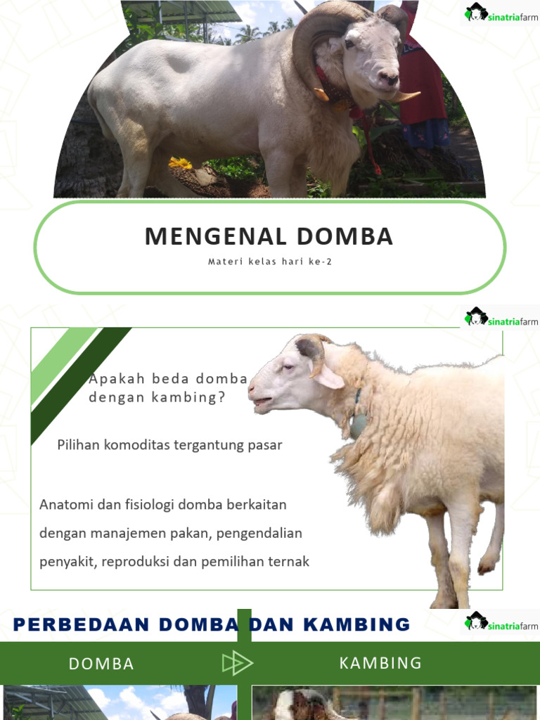 Mengenal Domba Lebih Dekat | PDF