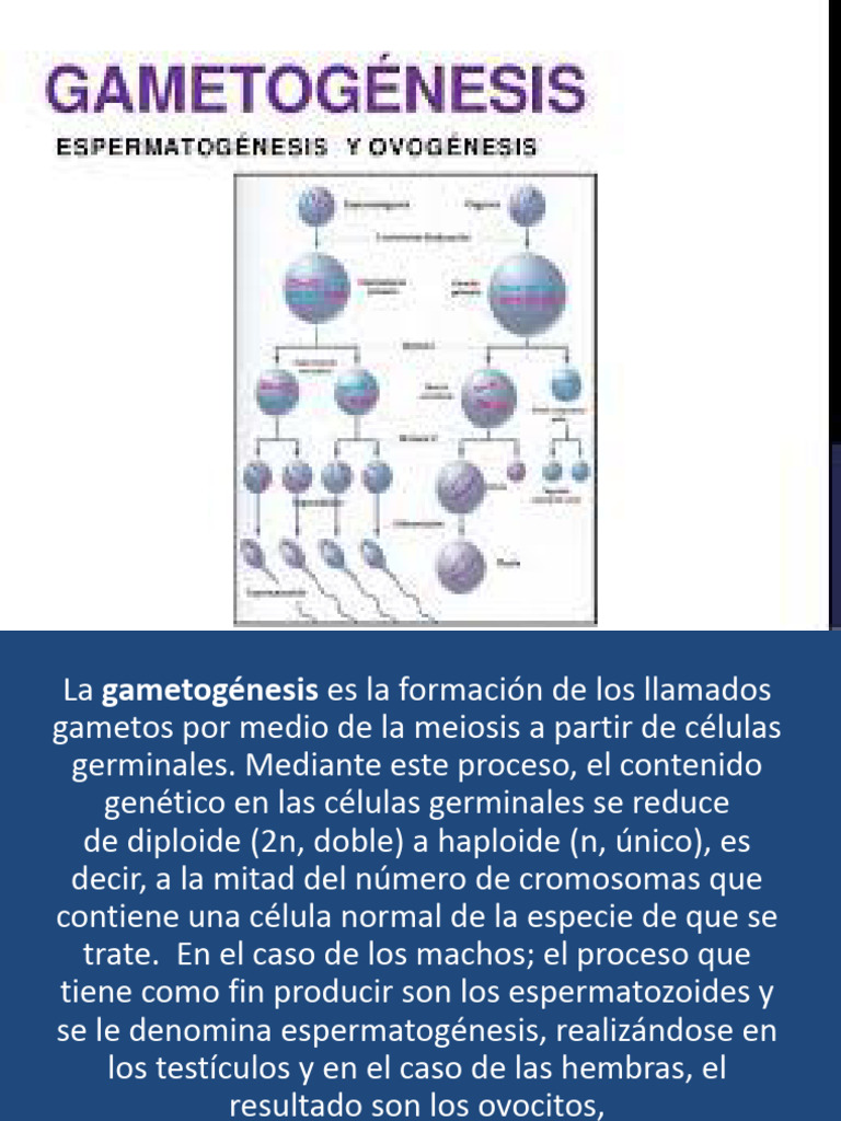 Presentación2HE Gametogénesis | PDF | Mitosis | Sistema endocrino
