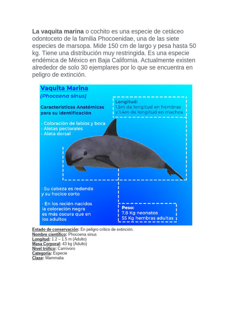 Vaquita Marina Pdf Ciencia Y Matemáticas