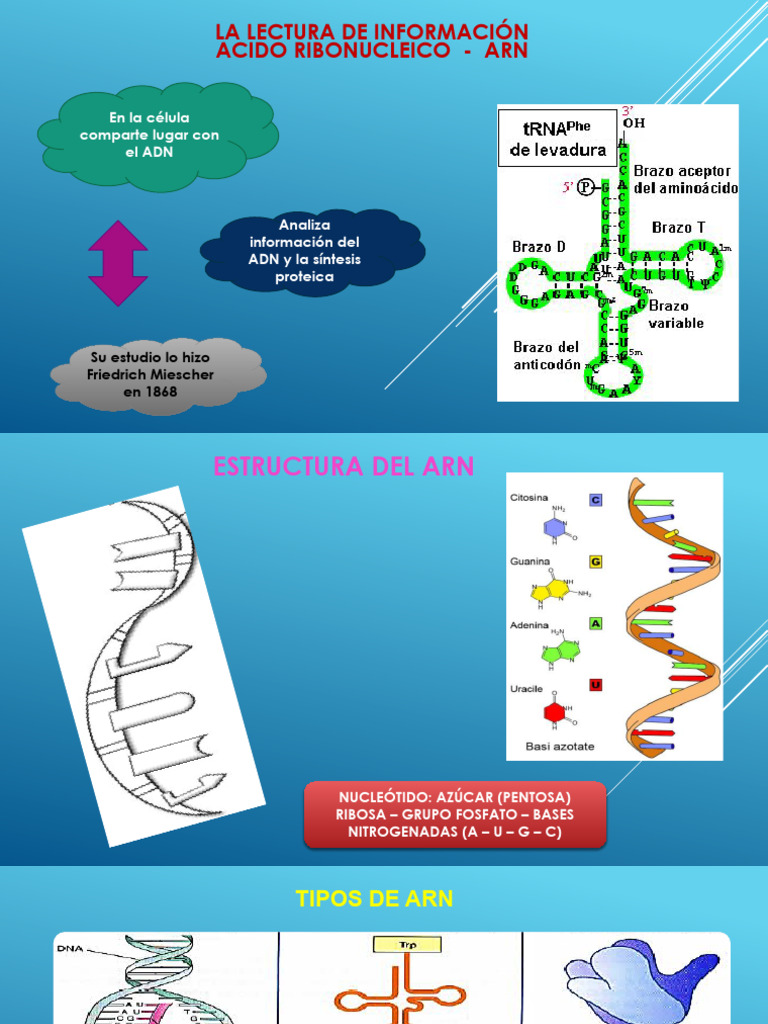 Estructura y Función del ARN | PDF | Rna | Codigo genetico