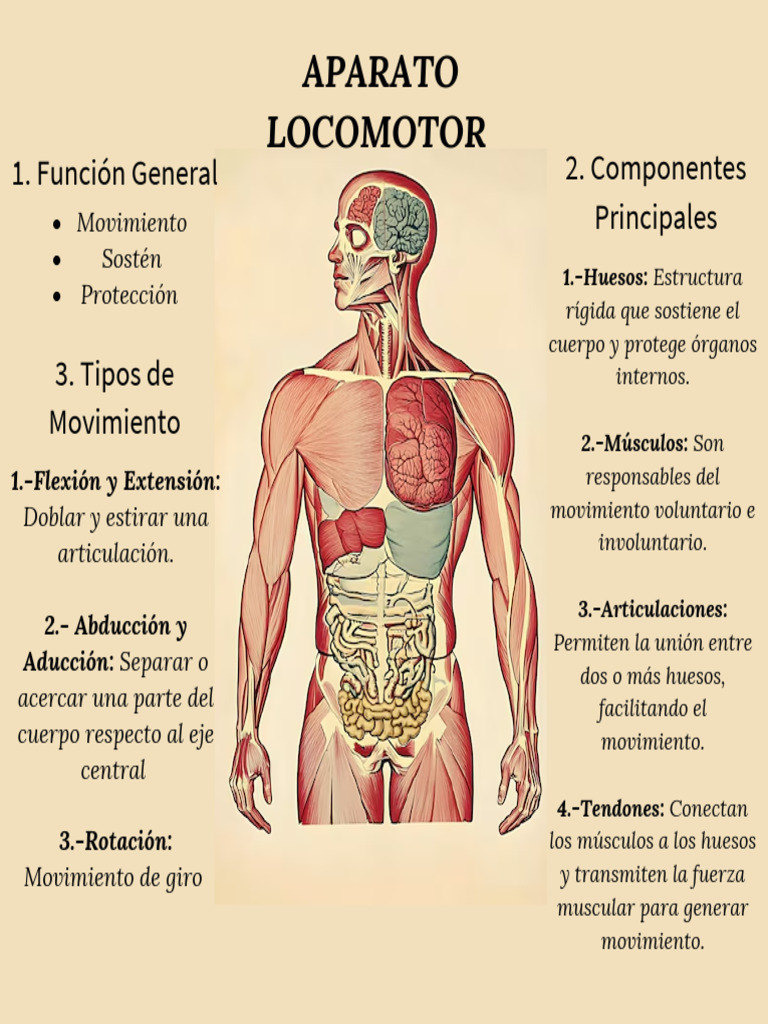 Infografía del Aparato Locomotor | PDF