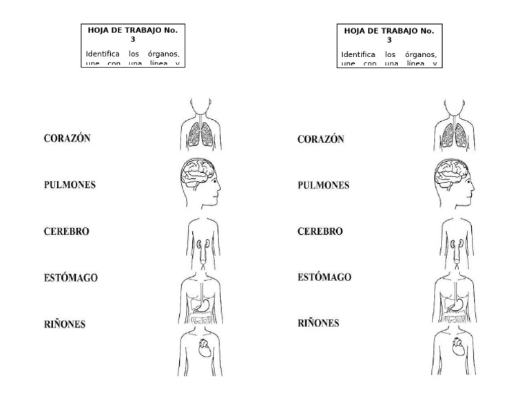 Hoja de Trabajo de Los Organos Ibim | PDF