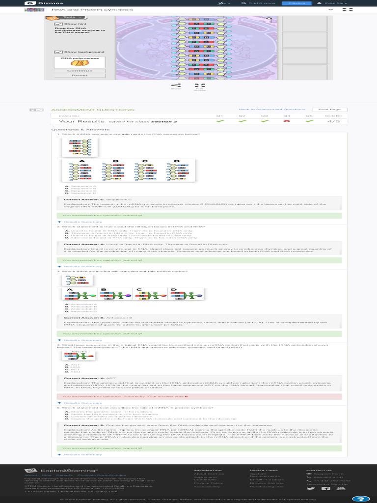 RNA and Protein Synthesis Gizmo ExploreLearning | PDF | Nucleic Acid Sequence | Rna