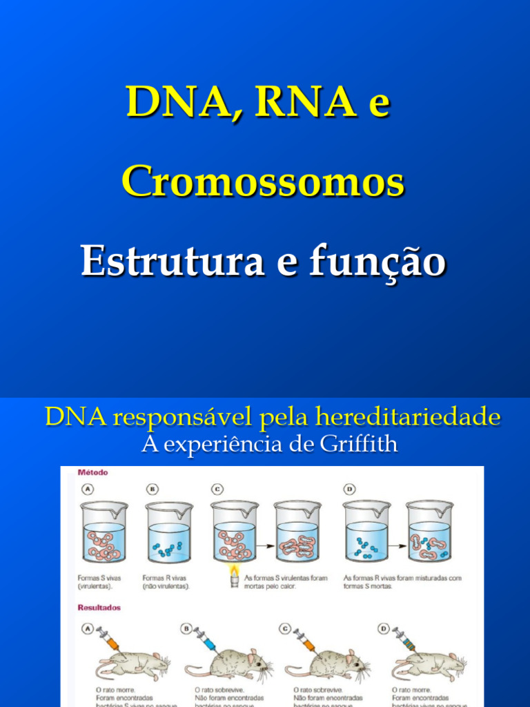 Estrutura e Função do DNA e RNA | PDF | RNA | DNA