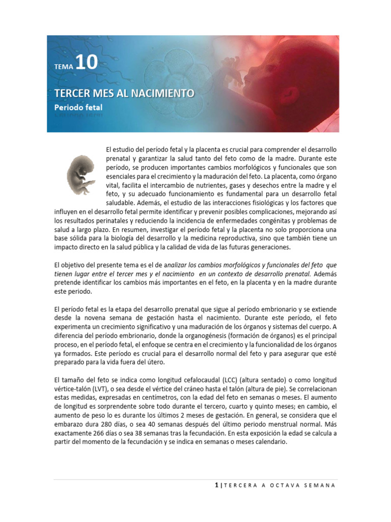 Feto | PDF | Placenta | Feto