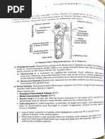 Label The Nephron Worksheet | PDF