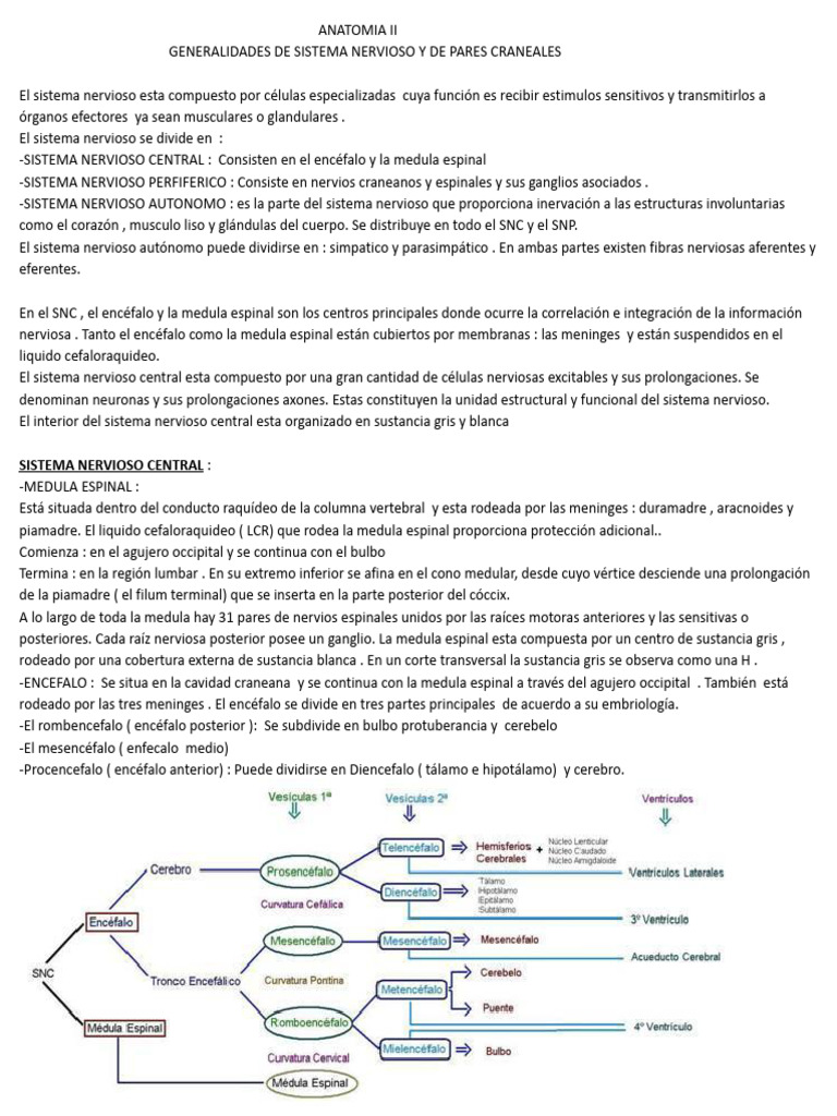 Anatomia Ii Folp | PDF | Médula espinal | Sistema nervioso