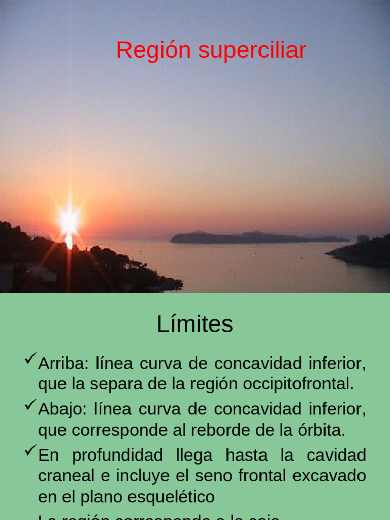 Region Superciliar ANATOMIA 2 FOLP | PDF | Anatomía humana | Cabeza y ...