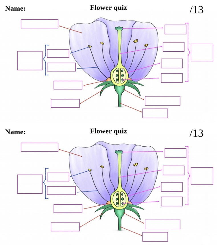Flower Quiz Printable | PDF | Language Arts & Discipline | Home & Garden