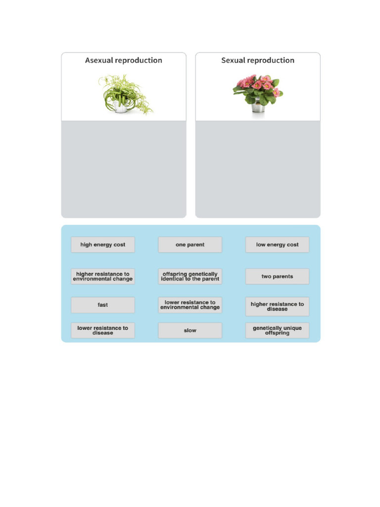Asexual Vs Sexual Reproduction Adv Vs Diadv Worksheet | PDF