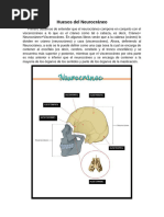 1 Region Superciliar | PDF | Cráneo | Anatomía humana