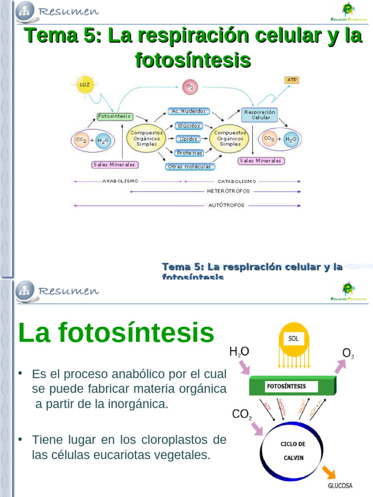 Fotosíntesis y Respiración Celular | PDF | Ciencia y matemáticas