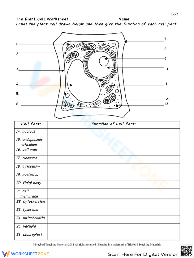 The Plant Cell Worksheet | PDF